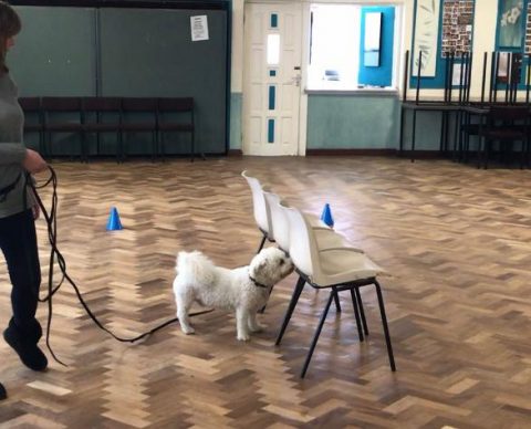 Scentwork for Beginner's Taster Workshop - Scent Work Academy