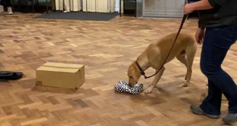 Scentwork for Beginner's Taster Workshop - Scent Work Academy