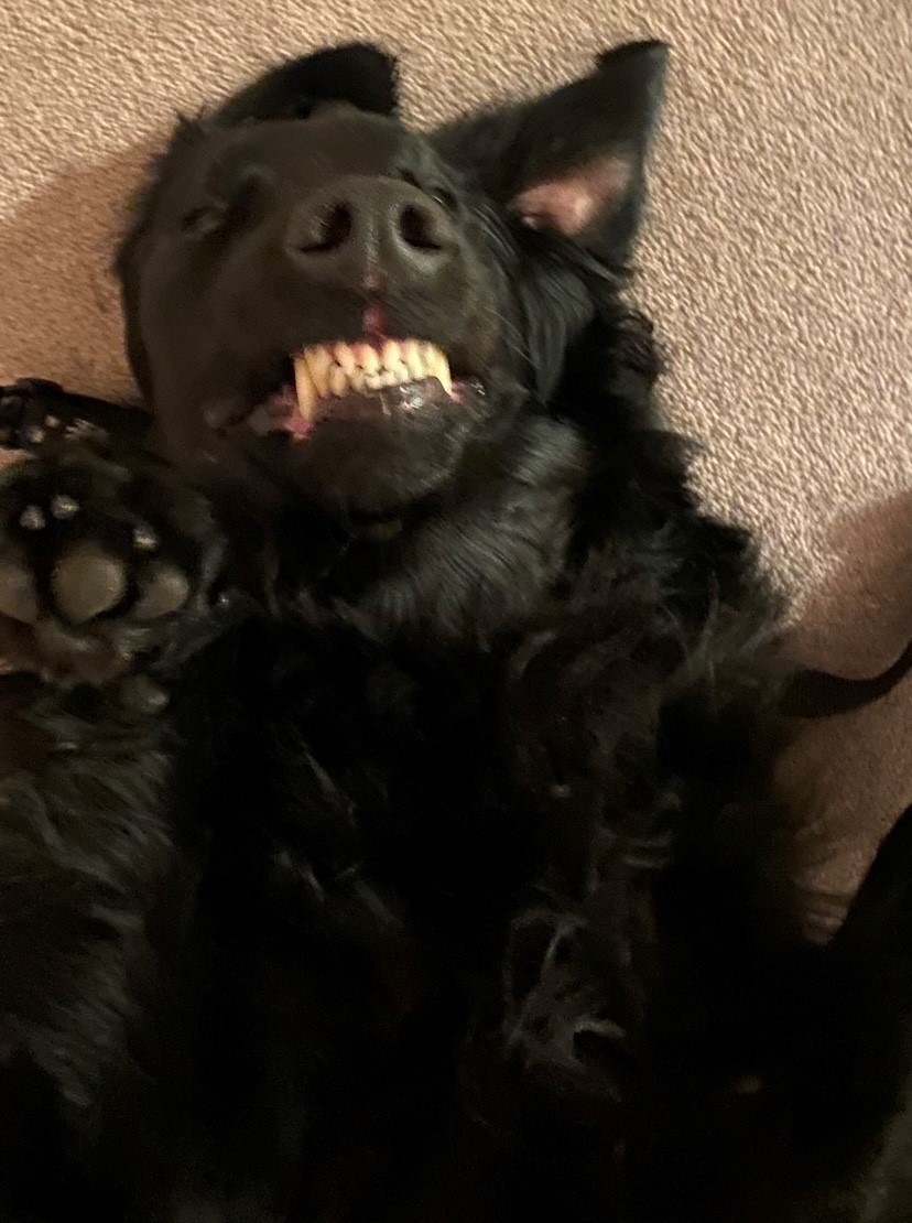 cal back - Scent Work Academy