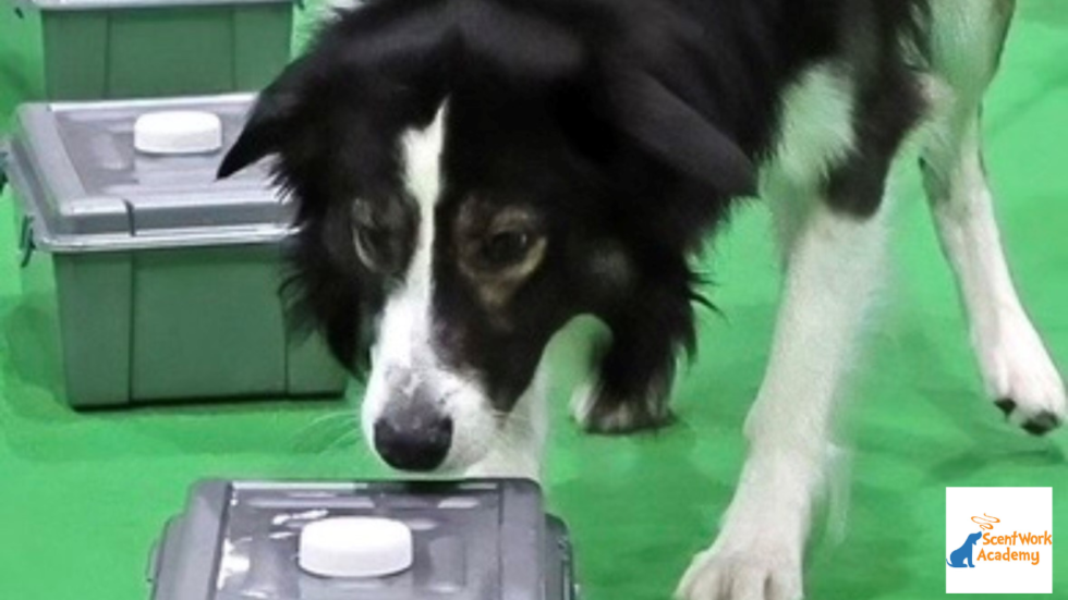 Scent Work Training for your Dog - Courses - Events - Workshops