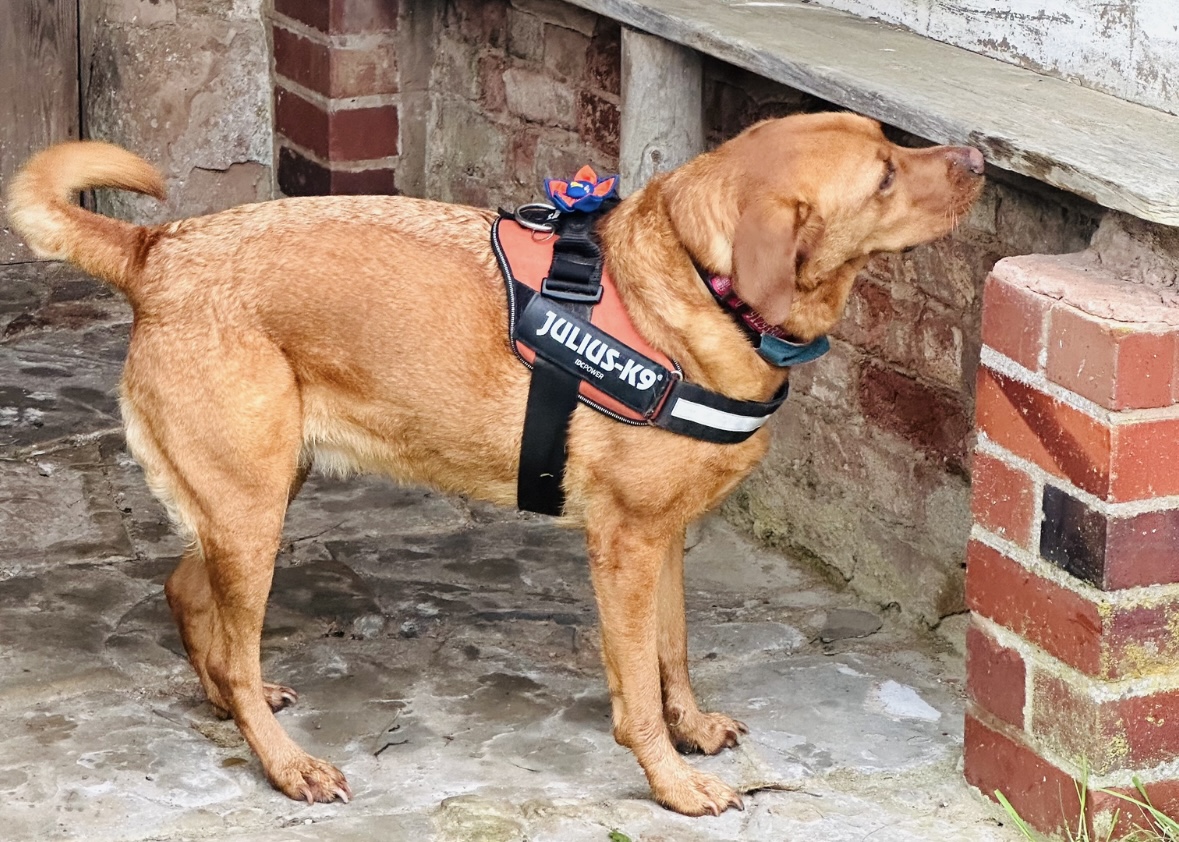 Scentwork Games - Home & Away - Scent Work Academy